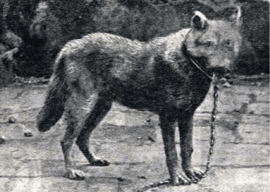 List Of Extinct Wolves, From Dire Wolf to the Japanese Wolf