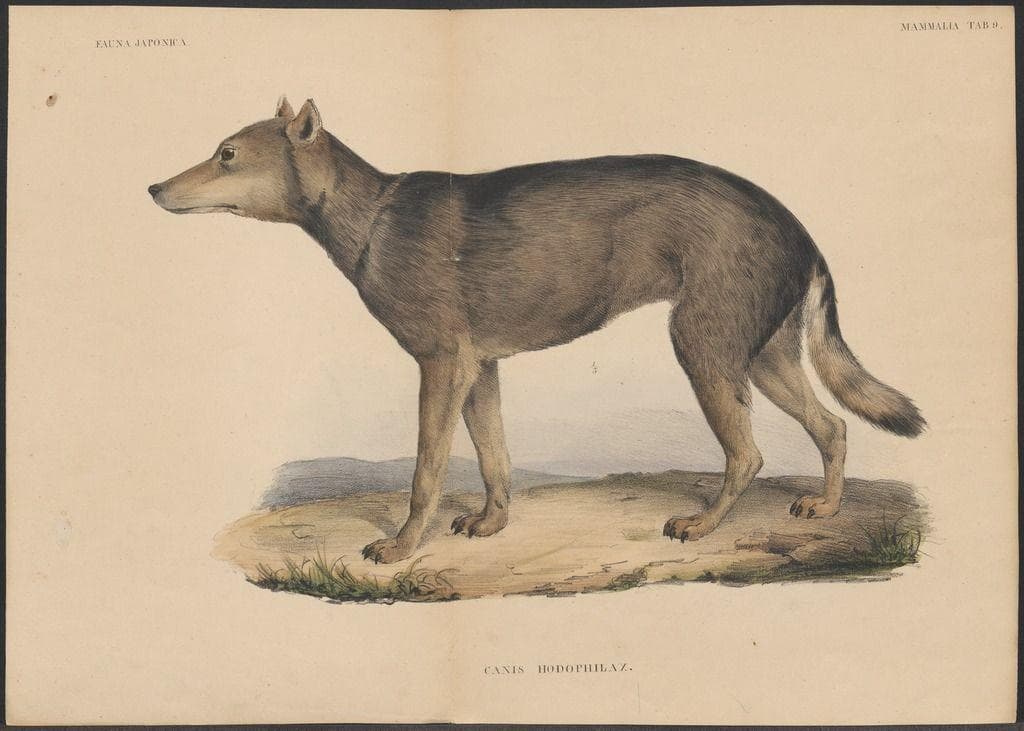 List Of Extinct Wolves, From Dire Wolf to the Japanese Wolf