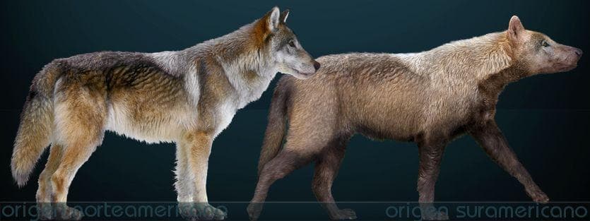 List Of Extinct Wolves, From Dire Wolf to the Japanese Wolf