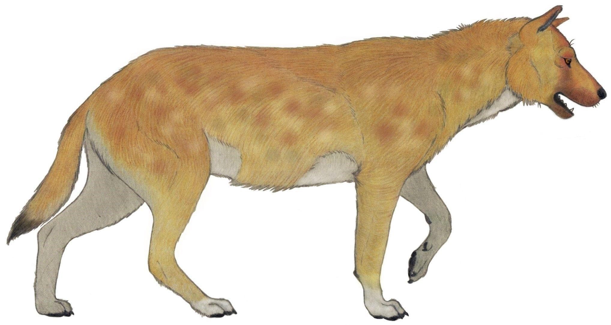 List Of Extinct Wolves, From Dire Wolf to the Japanese Wolf