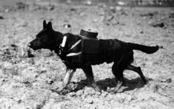 Historical Photos Of Dogs With Jobs