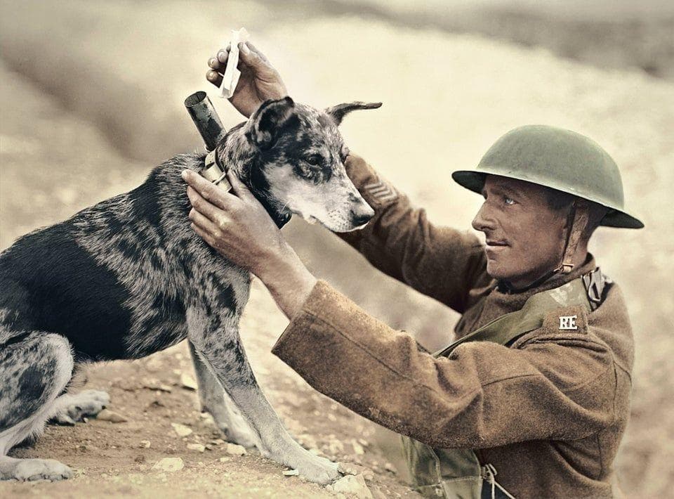 Historical Photos Of Dogs With Jobs