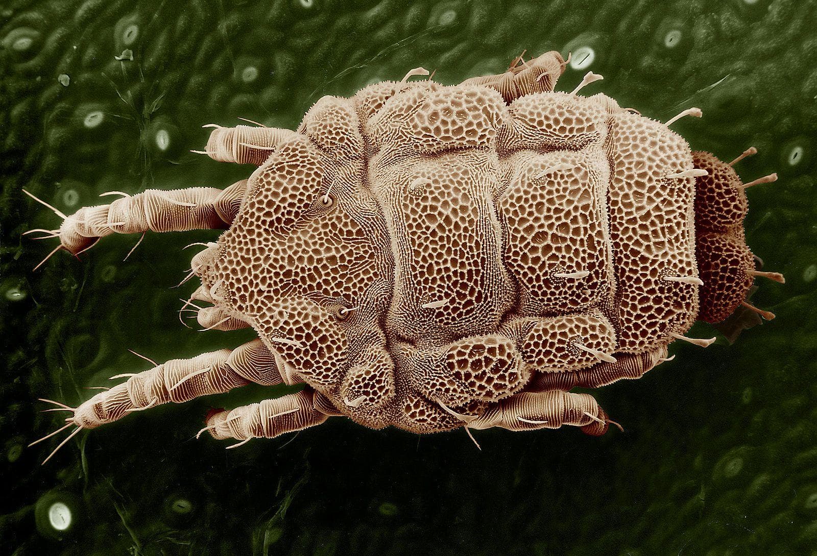 Microscope Pictures | Cool Microscopic Images