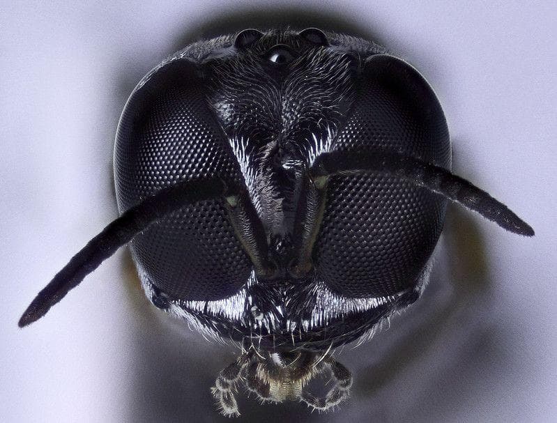 Microscope Pictures | Cool Microscopic Images