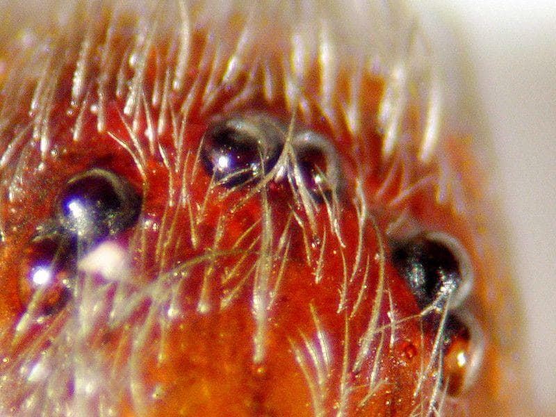 Microscope Pictures | Cool Microscopic Images