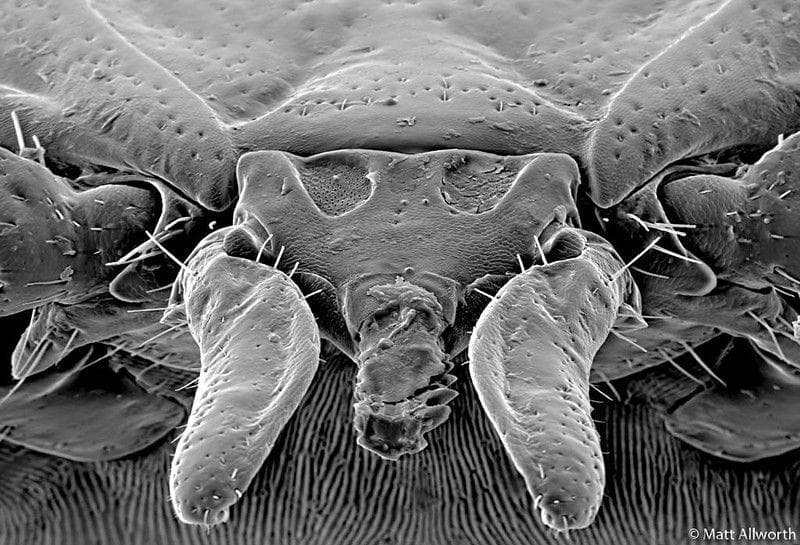 Microscope Pictures | Cool Microscopic Images