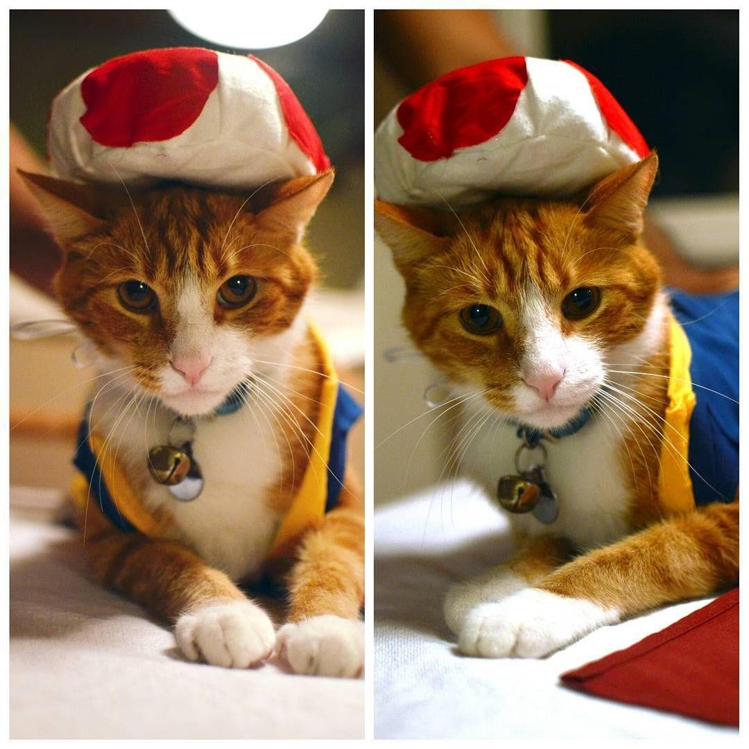 Cute Cats In Video Game Cosplay