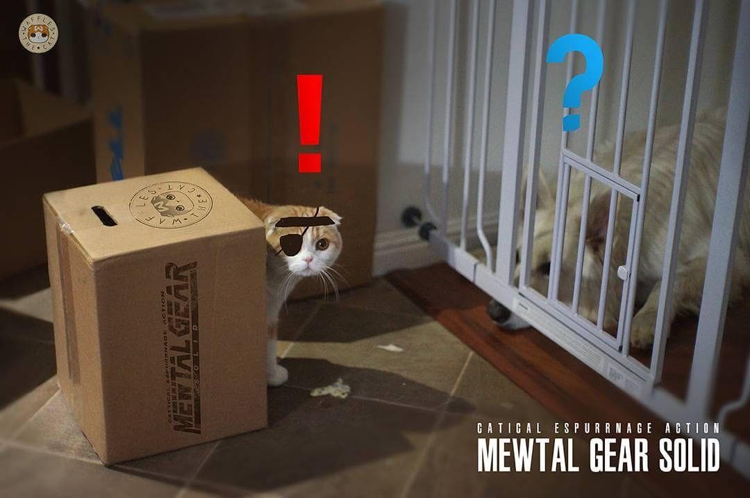 Cute Cats In Video Game Cosplay