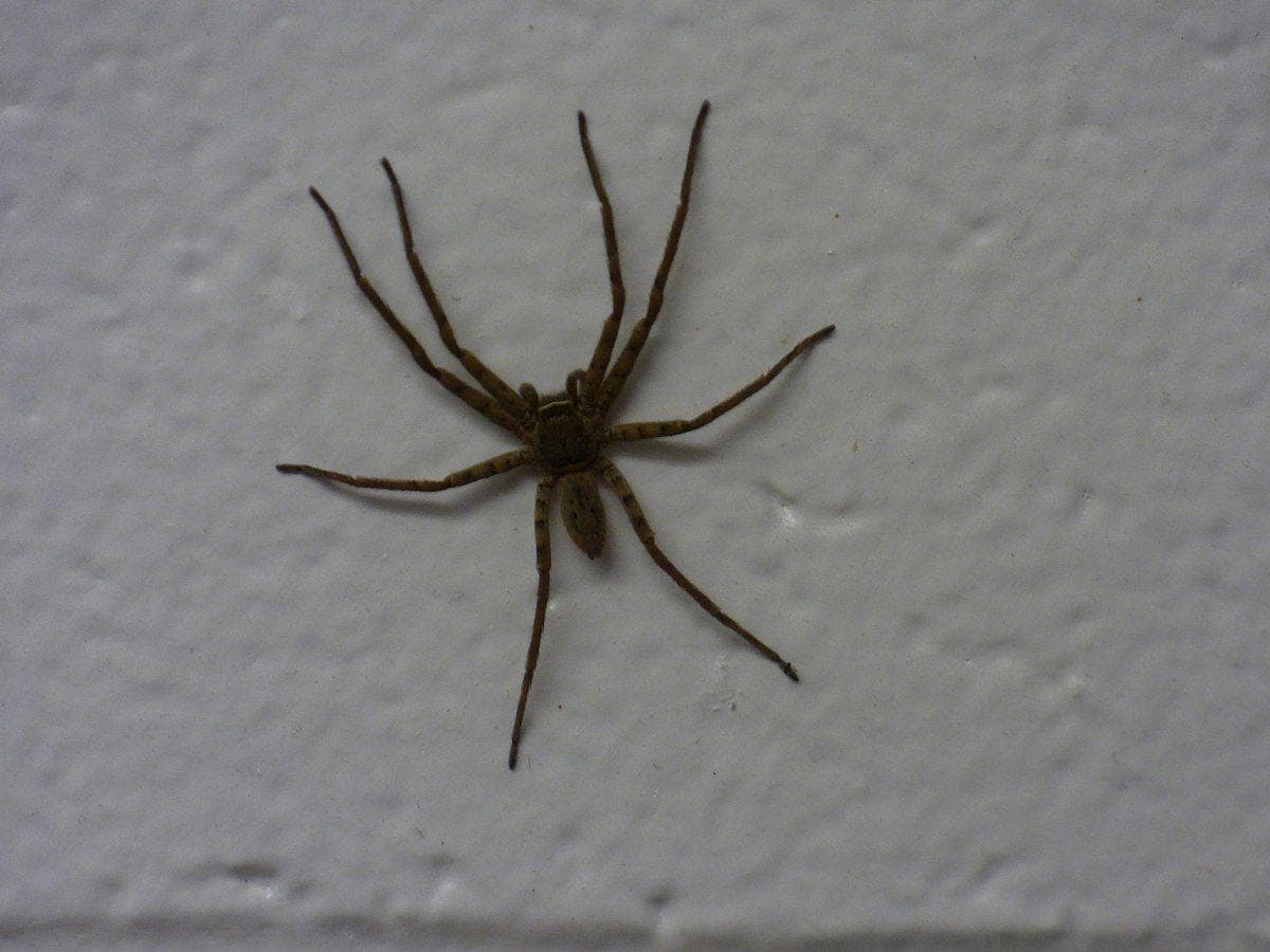 The Largest Spiders In The World