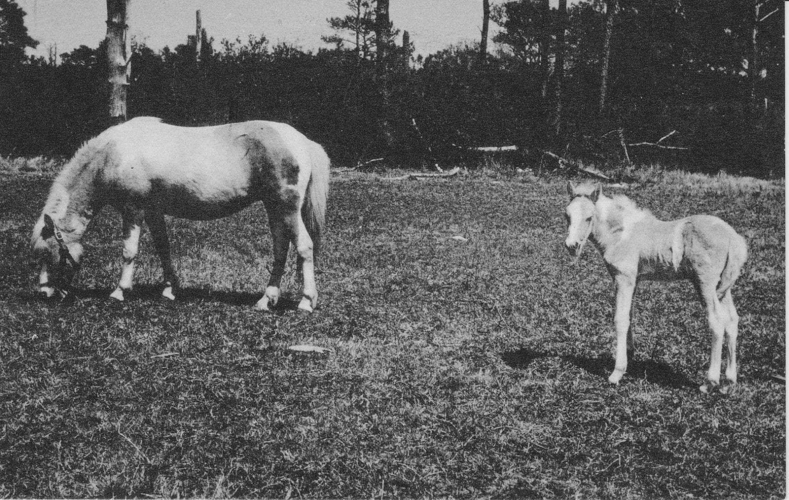 All About The True Story Behind ‘Misty of Chincoteague’