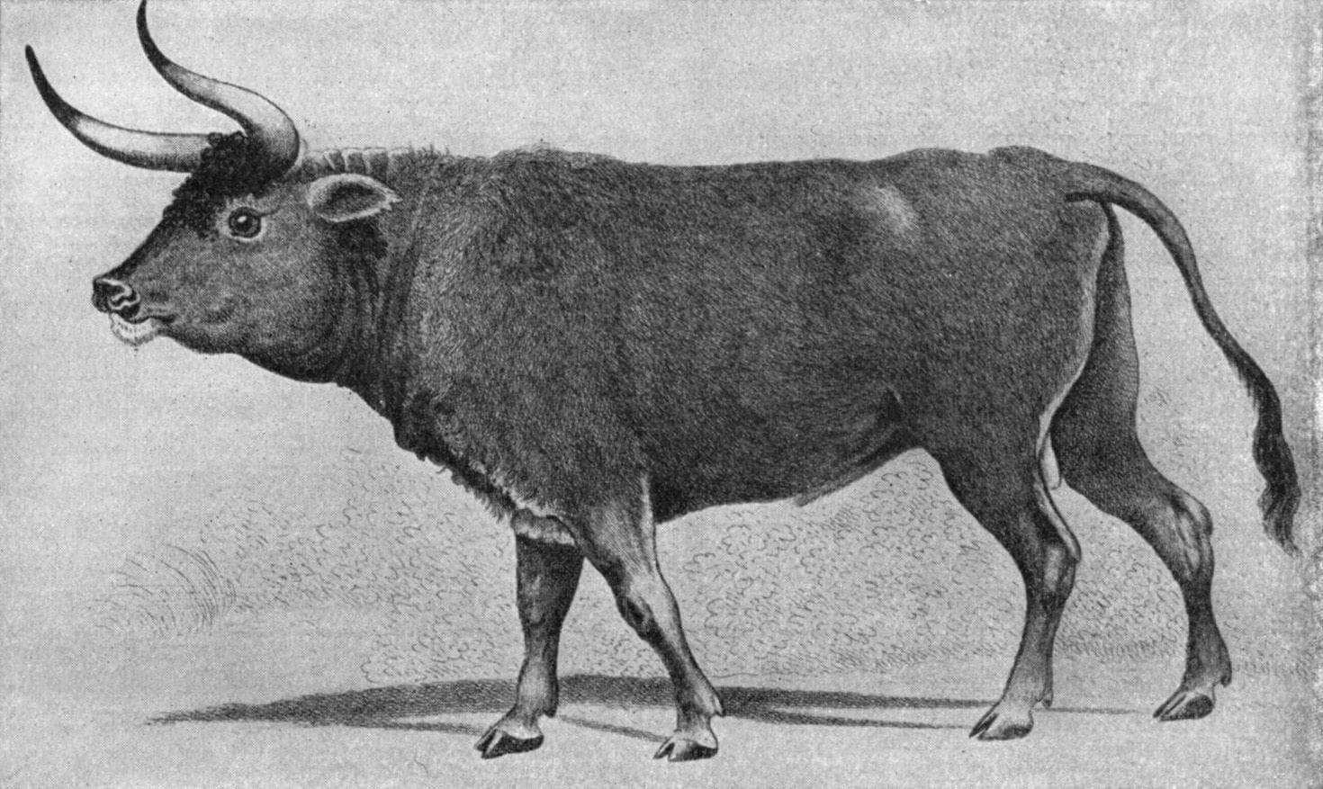 Extinct Animals: List of Mammals That Have Gone Extinct