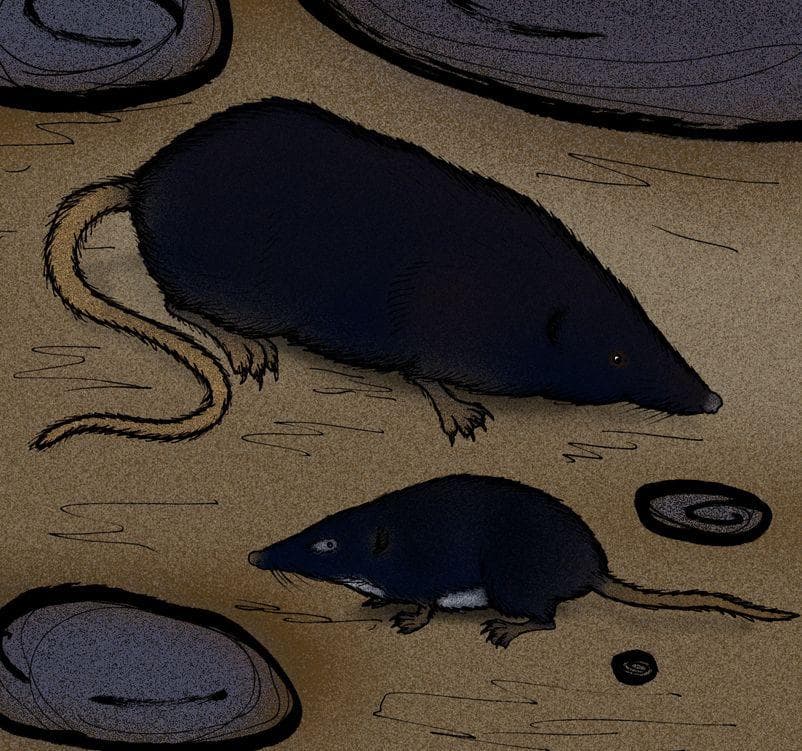 Extinct Animals: List of Mammals That Have Gone Extinct