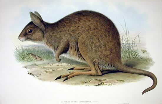 Extinct Animals: List of Mammals That Have Gone Extinct