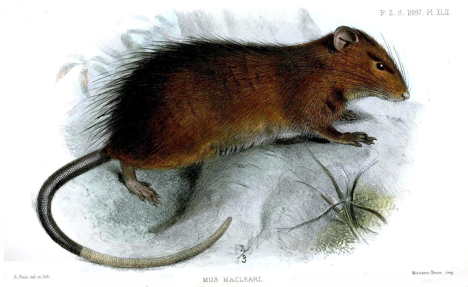 Extinct Animals: List of Mammals That Have Gone Extinct