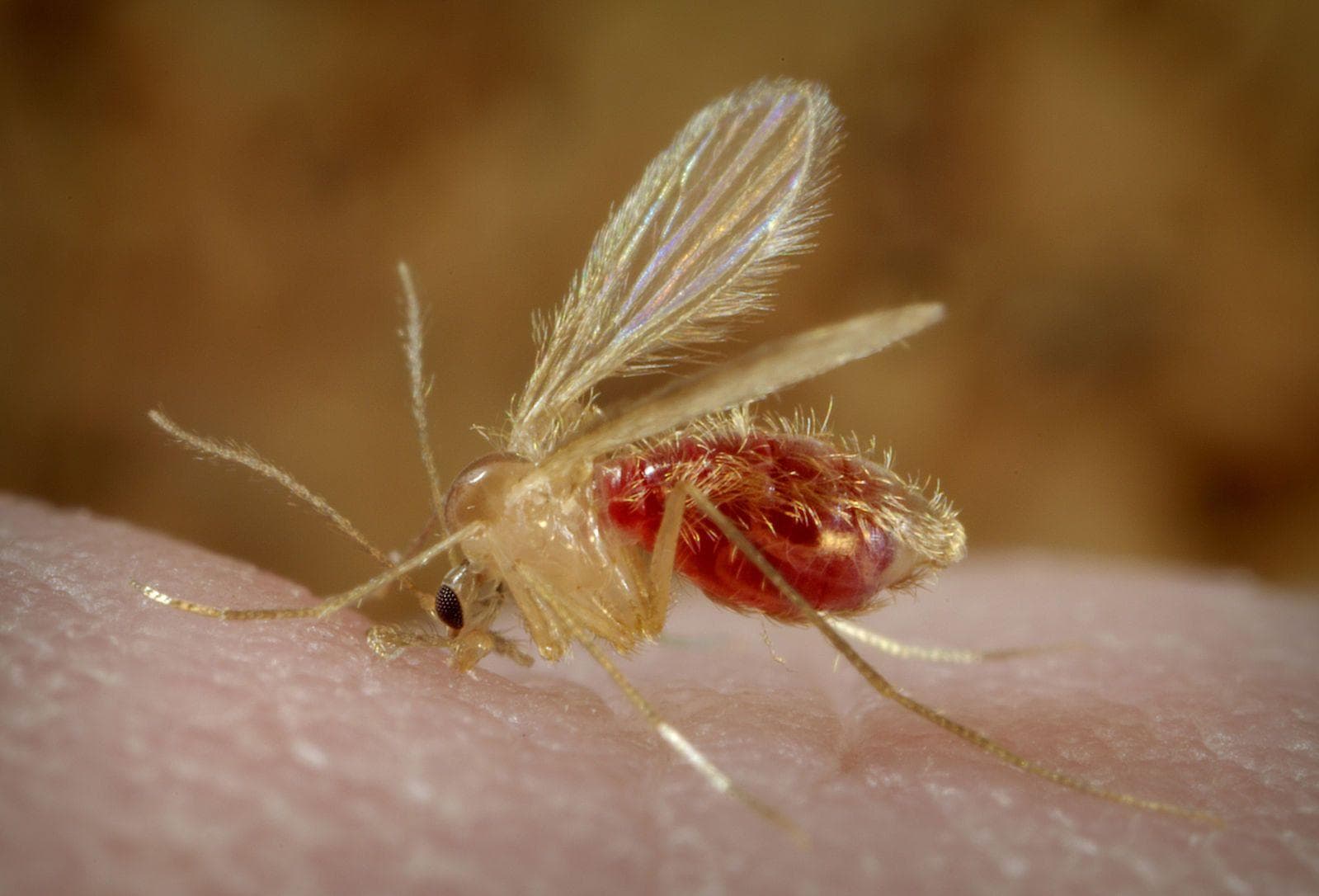 The Most Dangerous Bugs In The World Humans Should Fear The Most
