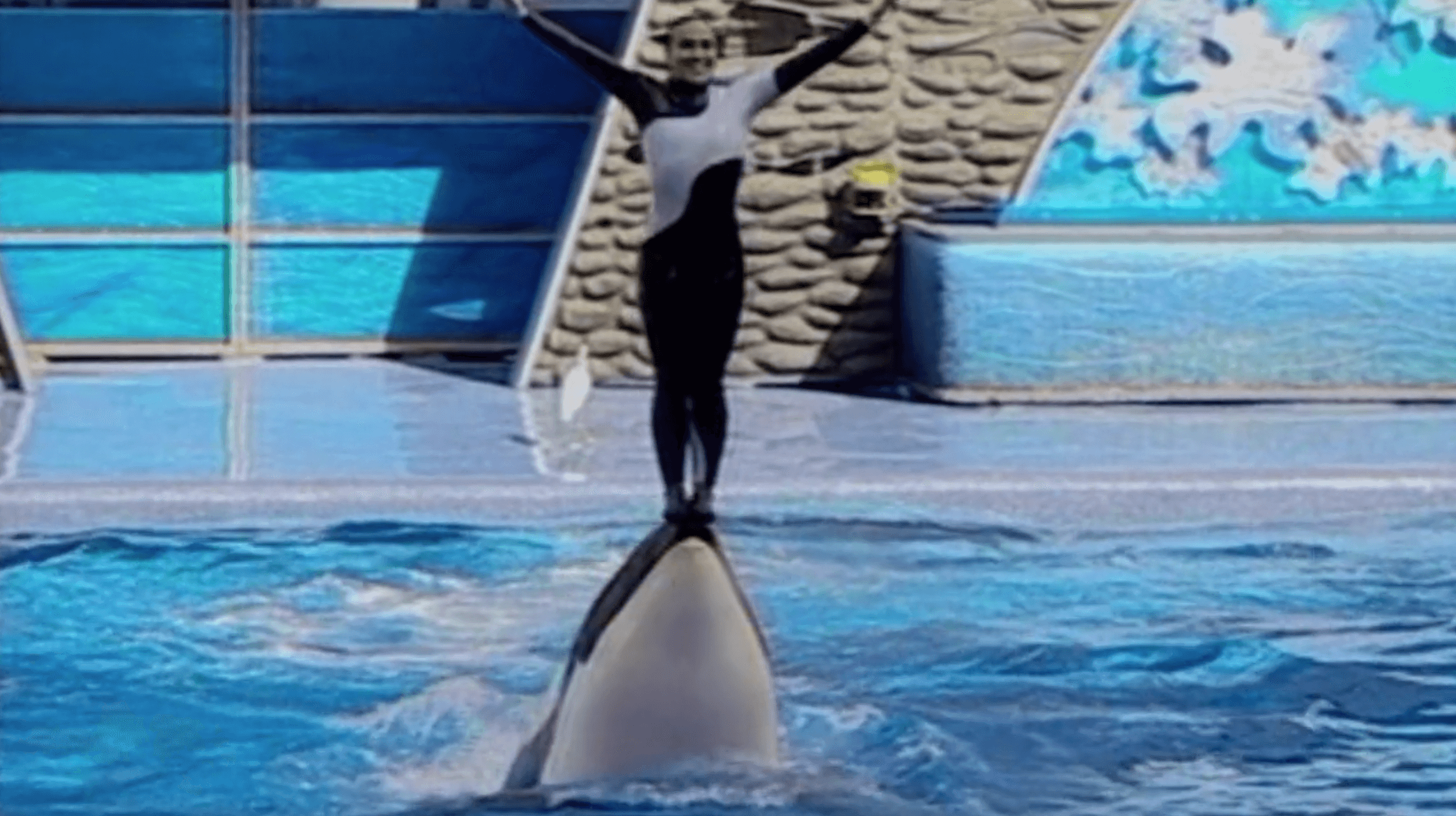 What Happened To Seaworld After The 'Blackfish' Backlash?