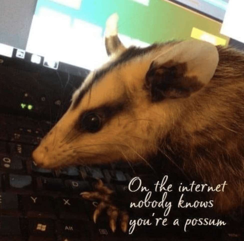 20 Funny Possum Memes, Ranked