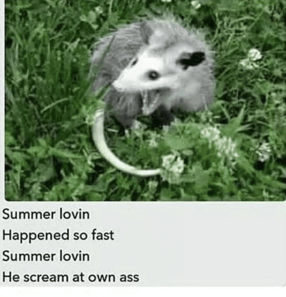 20 Funny Possum Memes, Ranked