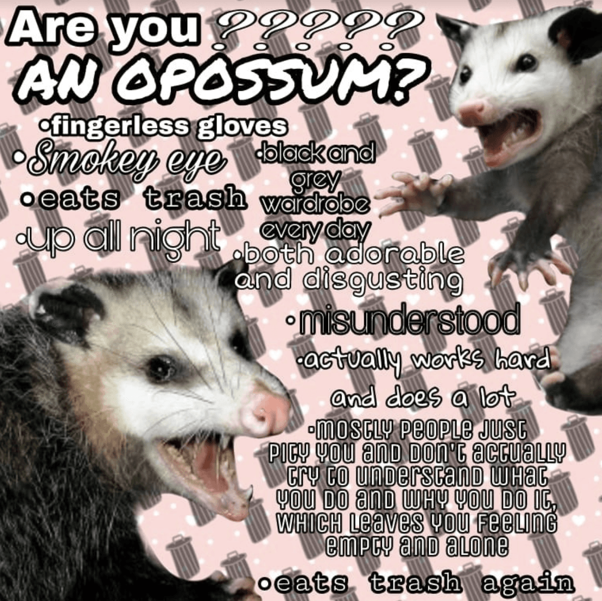 20 Funny Possum Memes, Ranked