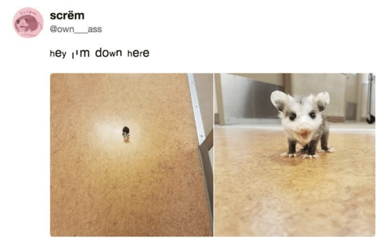 20 Funny Possum Memes, Ranked