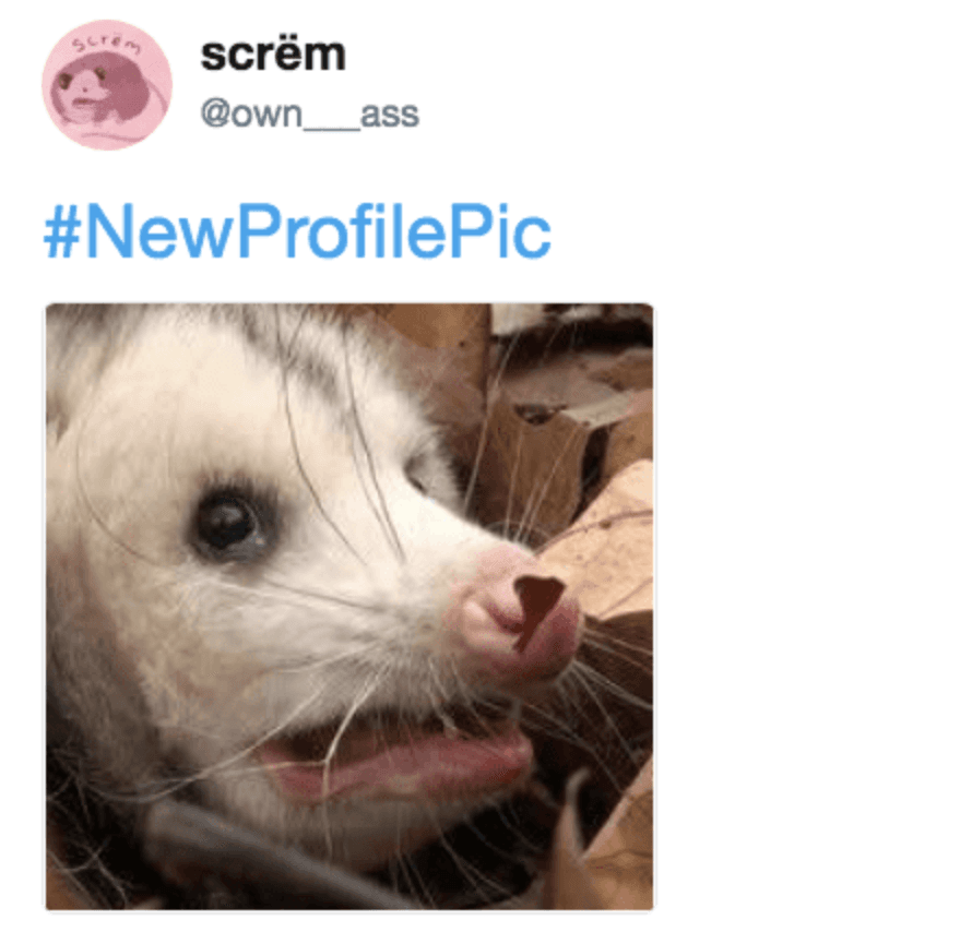20 Funny Possum Memes, Ranked