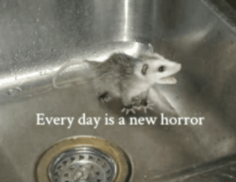 20 Funny Possum Memes, Ranked
