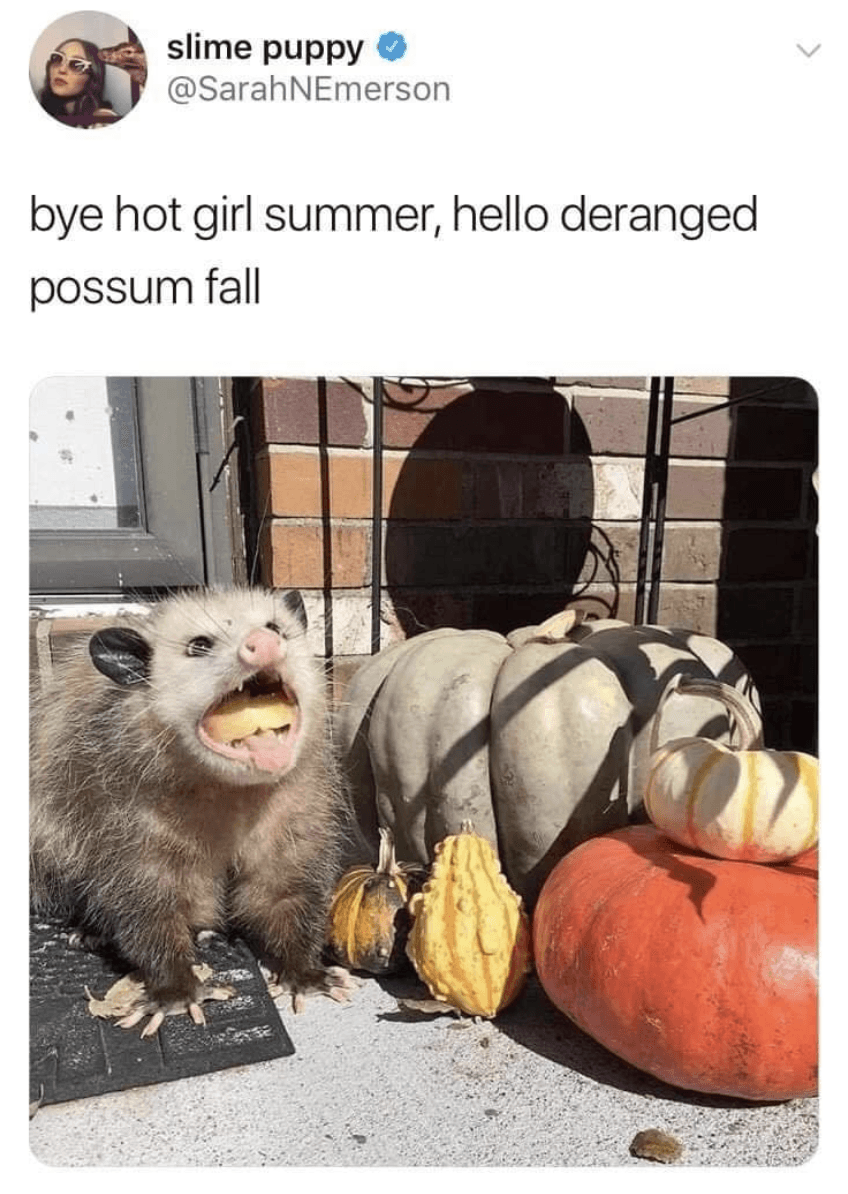 20 Funny Possum Memes, Ranked