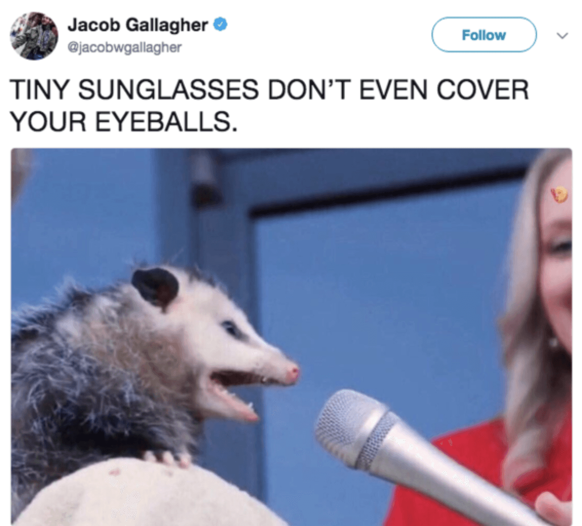 20 Funny Possum Memes, Ranked