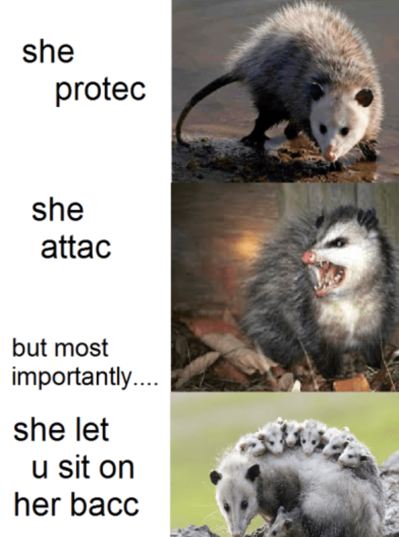 20 Funny Possum Memes, Ranked