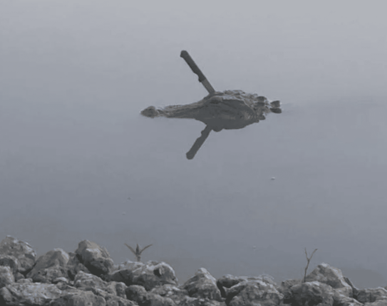 19 Random Images That Will Haunt Your Dreams (Seriously, They're ...