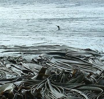 What Did They Eat On The Alaskan Frontier? 11 Surprising Foods