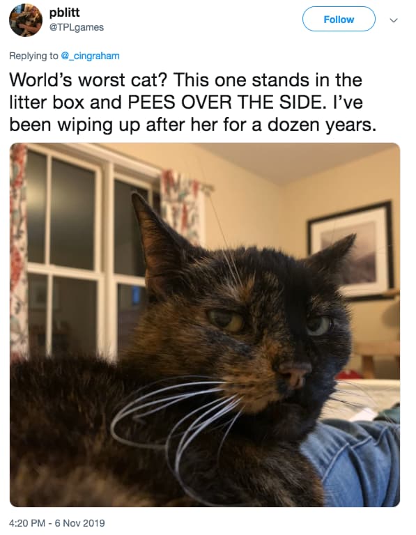 The Internet Weighs In On Who Actually Has The World’s Worst Cat
