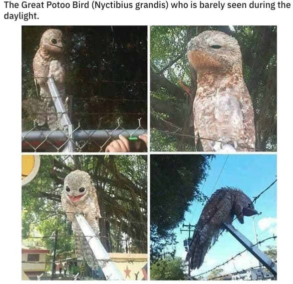 33 Oddly Terrifying Pictures That We Can't Believe Actually Exist