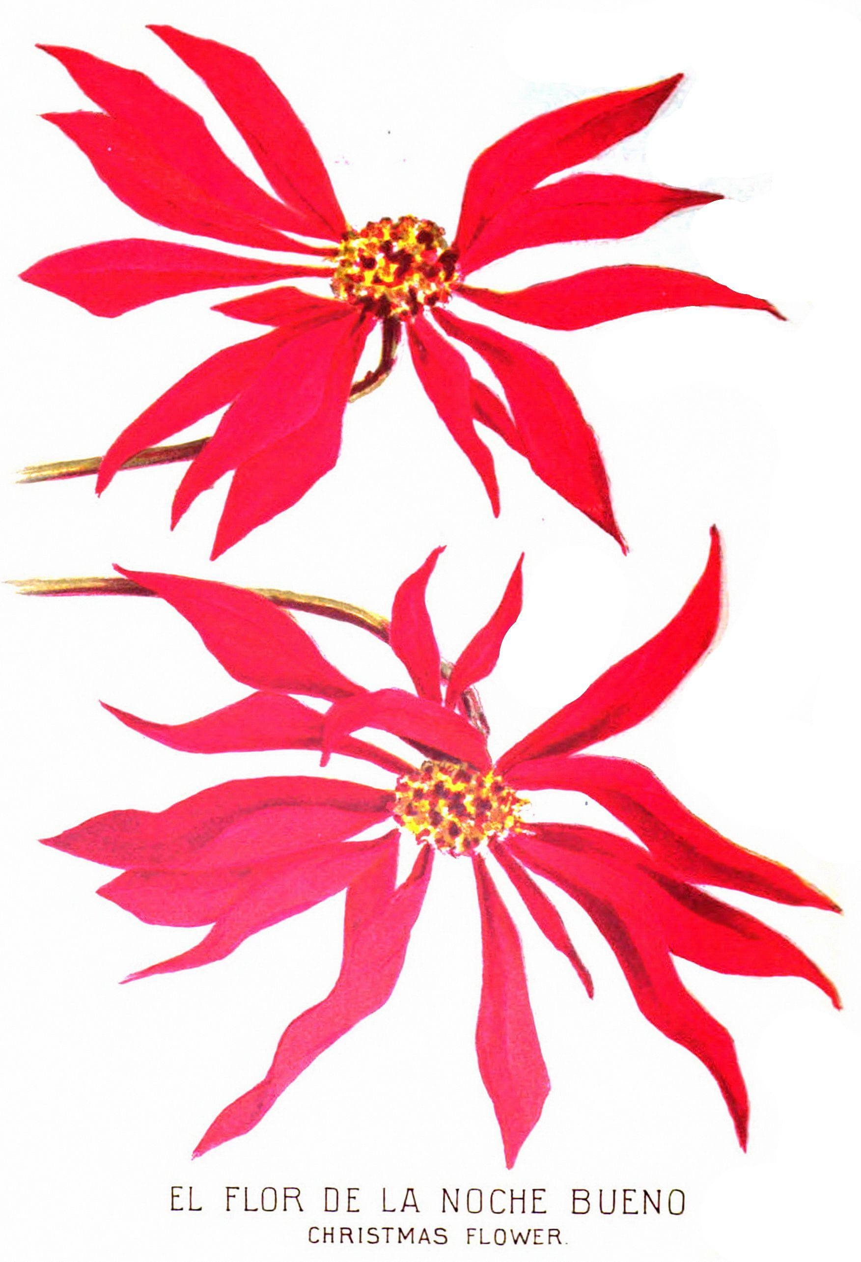 The Origins Of Popular Christmas Symbols And Traditions