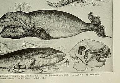 Surprisingly Plausible Real-Life Explanations For Mythical Creatures