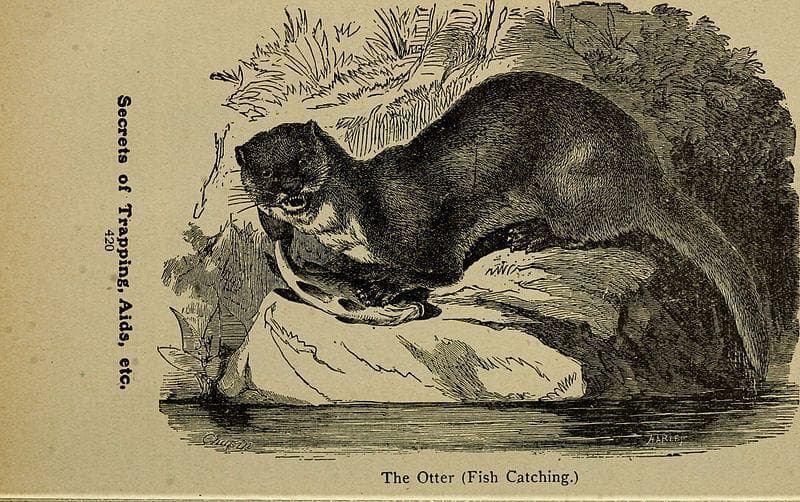 Surprisingly Plausible Real-Life Explanations For Mythical Creatures
