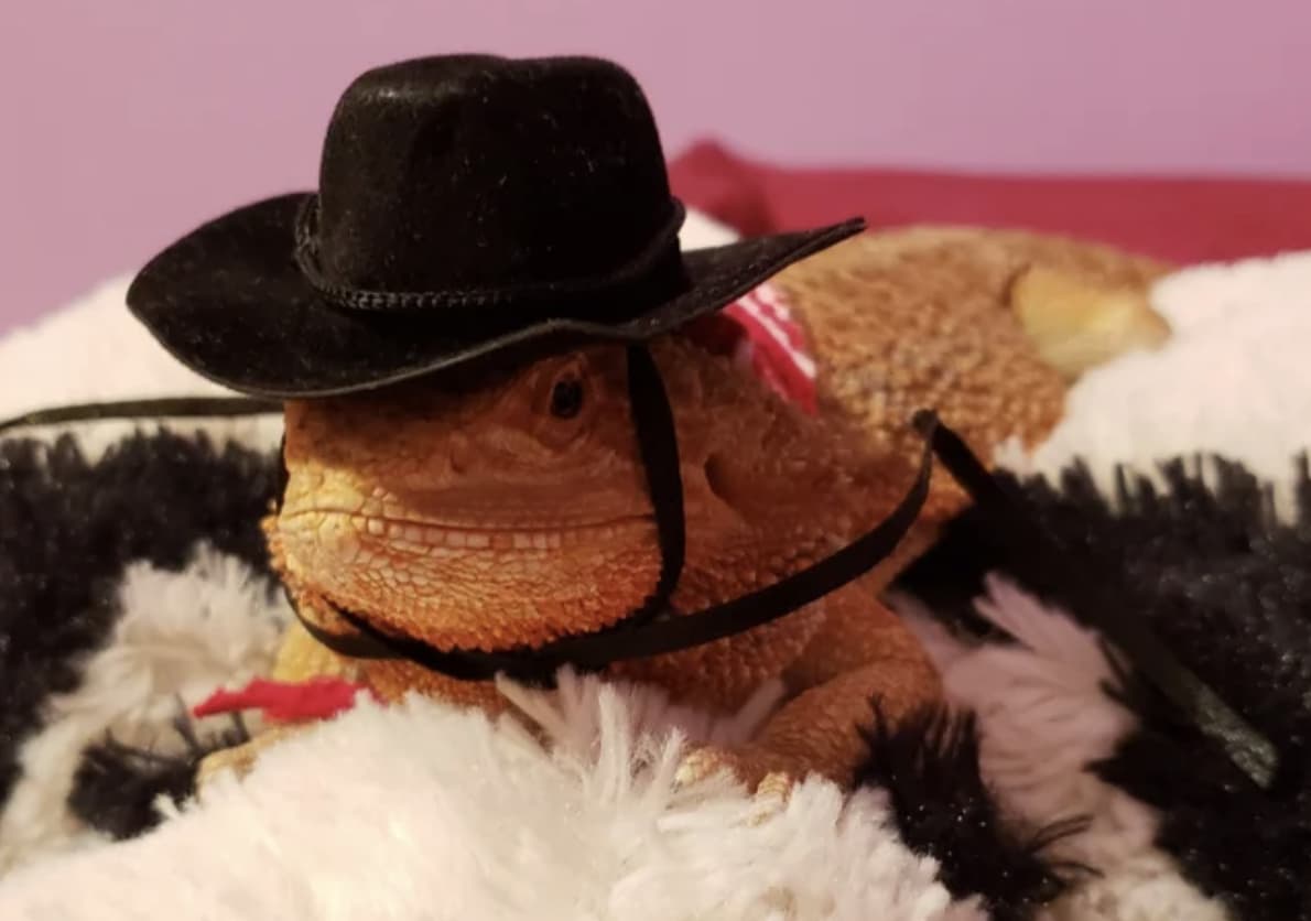 20+ Adorable Pictures Of Animals In Hats (That Are Pretty Funny Too)