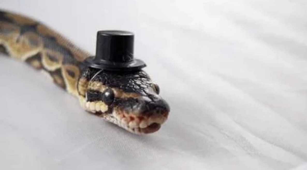 20+ Adorable Pictures Of Animals In Hats (That Are Pretty Funny Too)