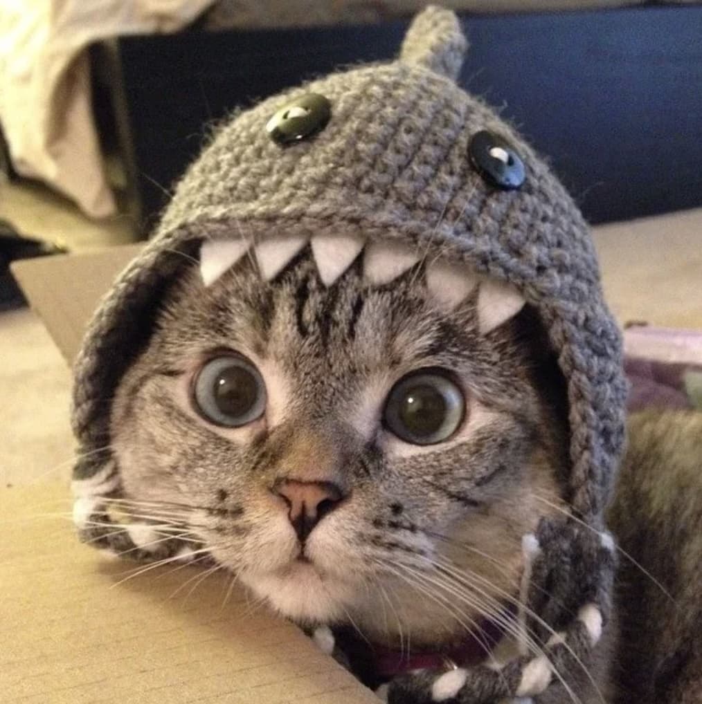 20+ Adorable Pictures Of Animals In Hats (That Are Pretty Funny Too)