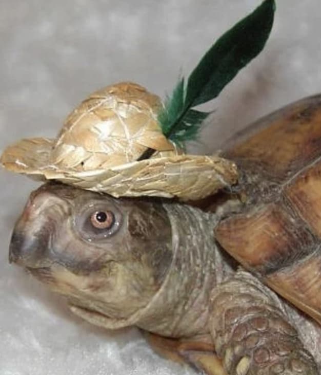 20+ Adorable Pictures Of Animals In Hats (That Are Pretty Funny Too)