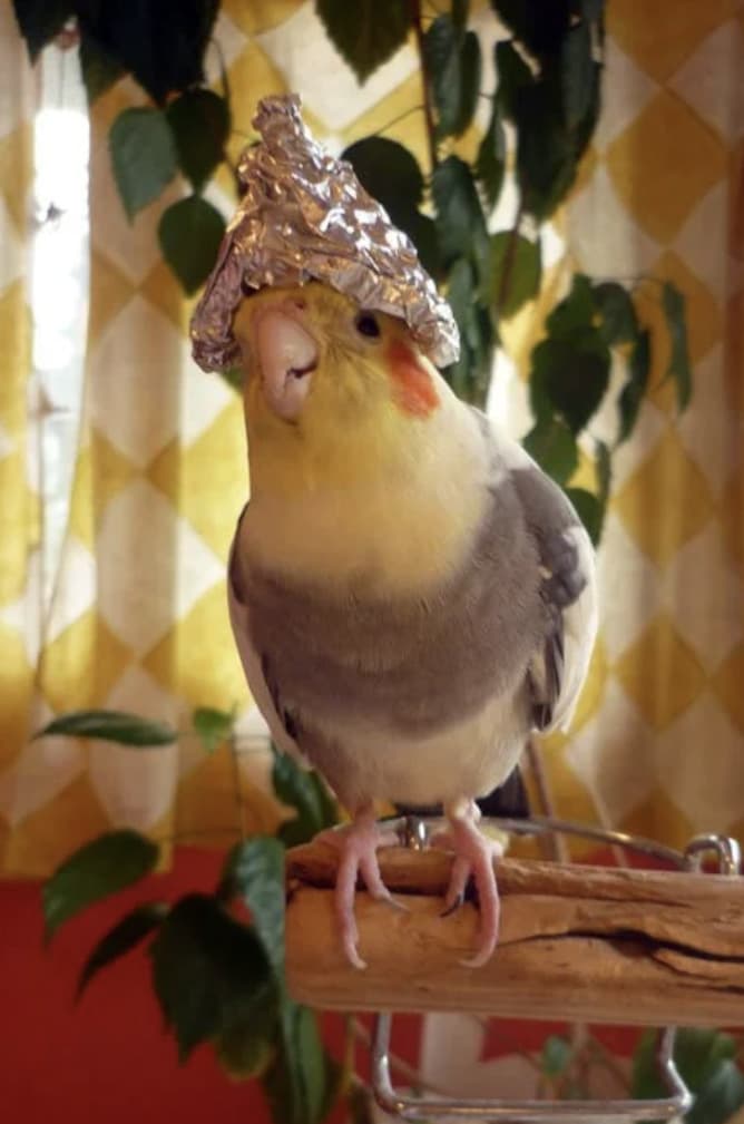 20+ Adorable Pictures Of Animals In Hats (That Are Pretty Funny Too)