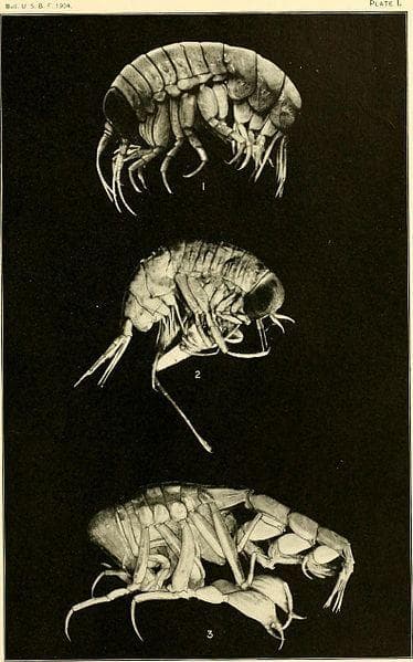 The Creepiest Sea Creatures From The Deep, Ranked