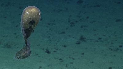 The Creepiest Sea Creatures From The Deep, Ranked