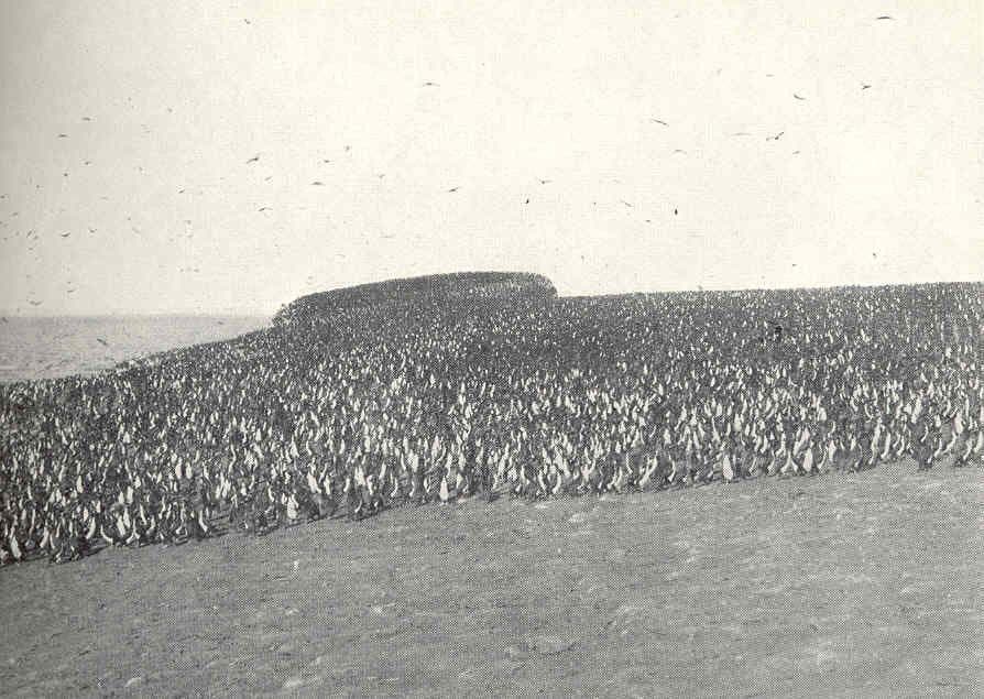 During The “Guano Boom” Peruvian Bird Poop Was As Good As Gold