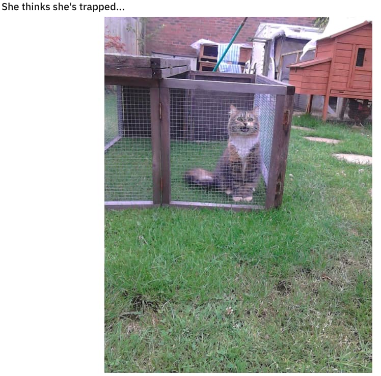 27 Funny Pictures Of Animals At Their Derpiest