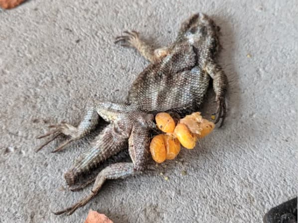 23 Pictures Of Creepy Objects We Can't Explain - Can You?