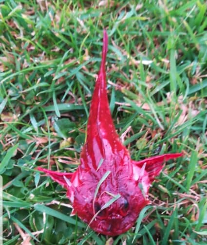 23 Pictures Of Creepy Objects We Can't Explain - Can You?