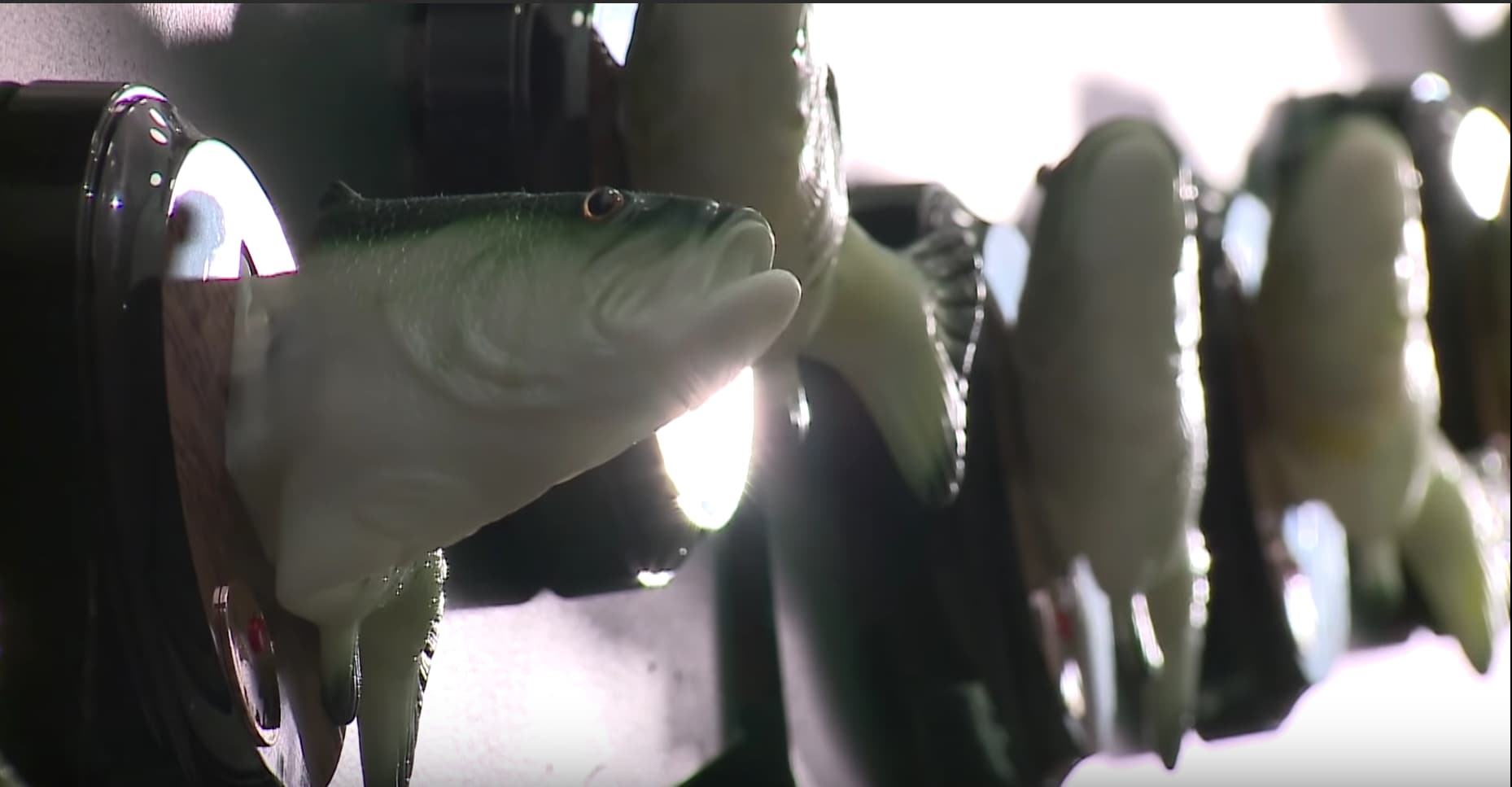 The Rise And Fall Of 2000's Singing Wall-Fish Big Mouth Billy Bass