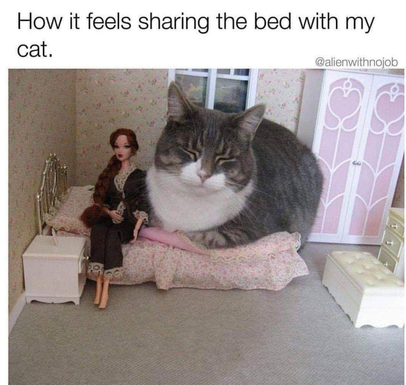 25 Super Relatable Memes About The Struggles Of Being A Cat Owner