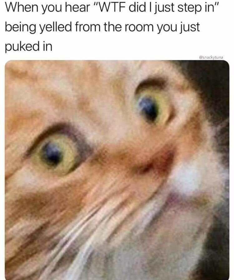 25 Super Relatable Memes About The Struggles Of Being A Cat Owner